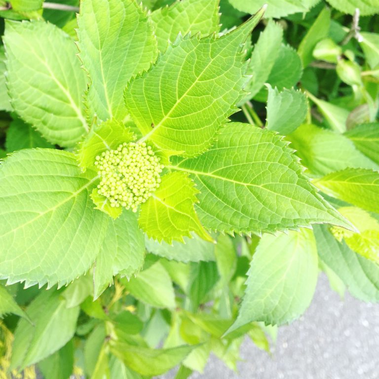 紫陽花楽しみ - ametsuchi