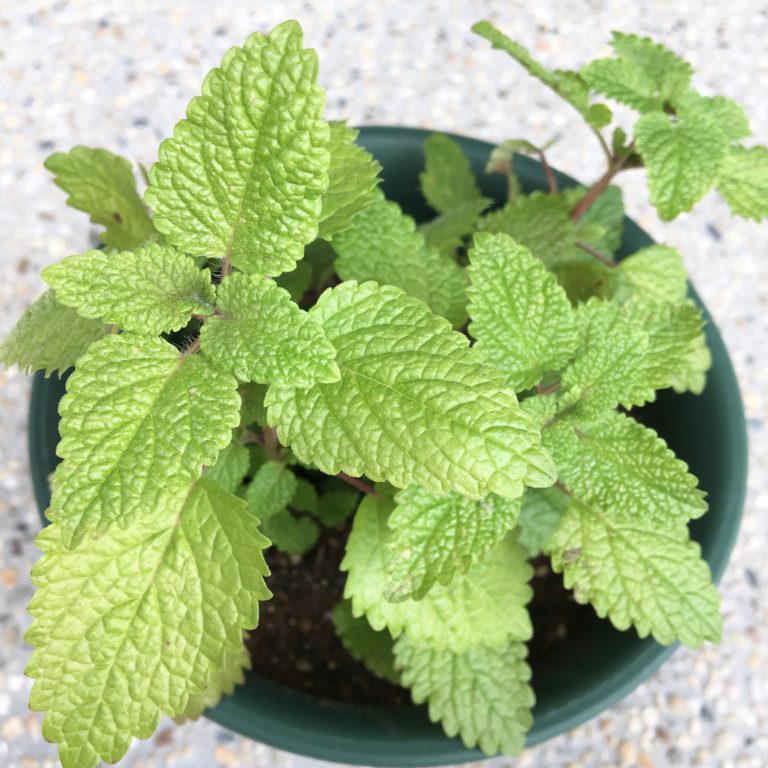 レモンバーム - ametsuchi