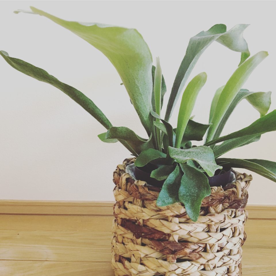 コウモリラン - ametsuchi